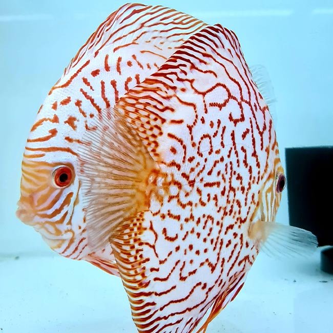Discus Fishes India | Online All India Delivery - Nextaaqua