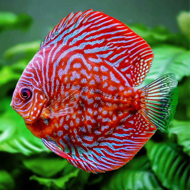 Buy now- Discus fishes, Feeds and Accessories - nextaaqua.com