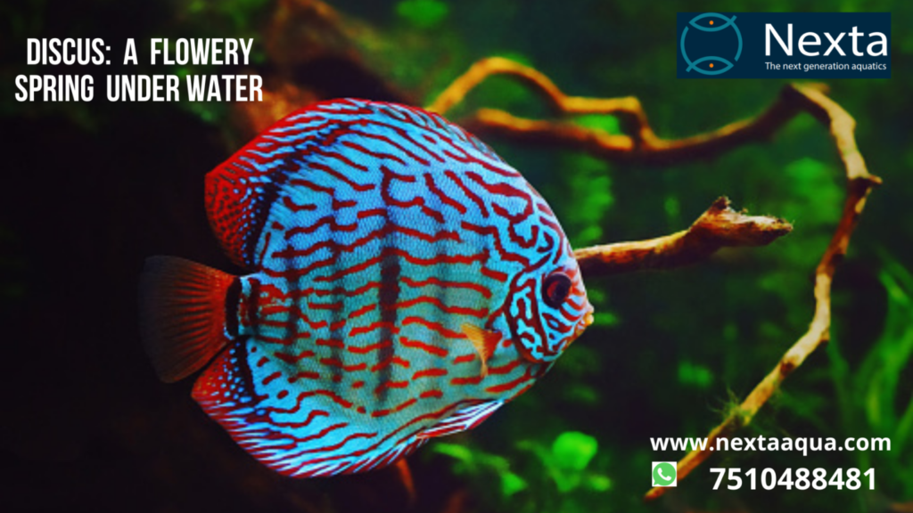 How Big Do Discus Fish Get? | Ultimate Guide on Discus Sizes