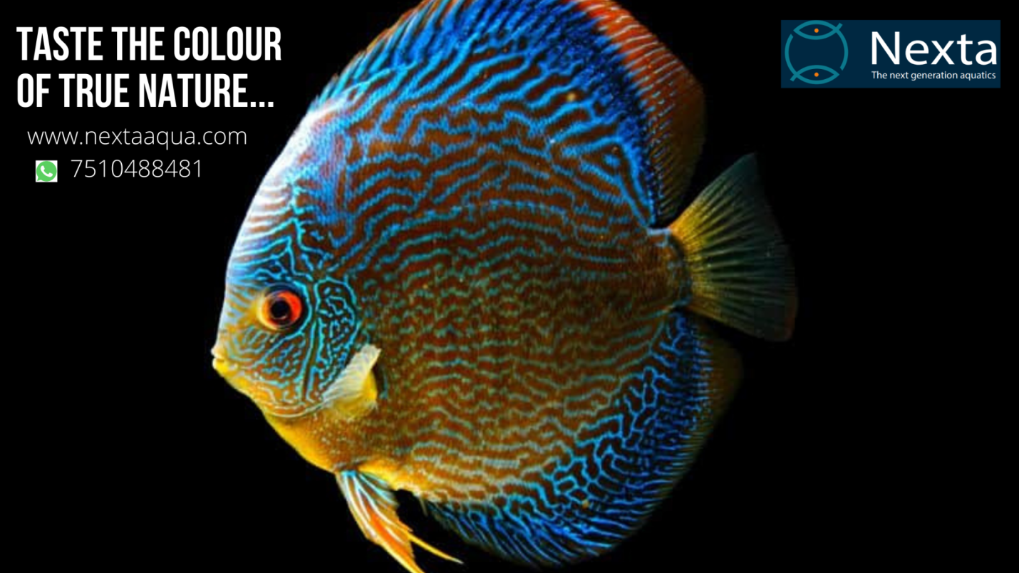 How Big Do Discus Fish Get? | Ultimate Guide on Discus Sizes