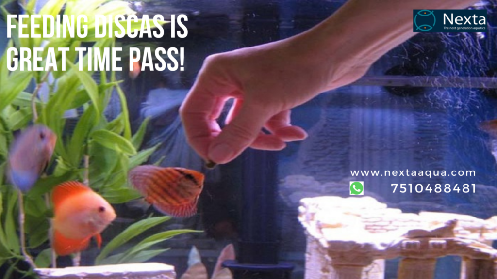 How Big Do Discus Fish Get? | Ultimate Guide on Discus Sizes